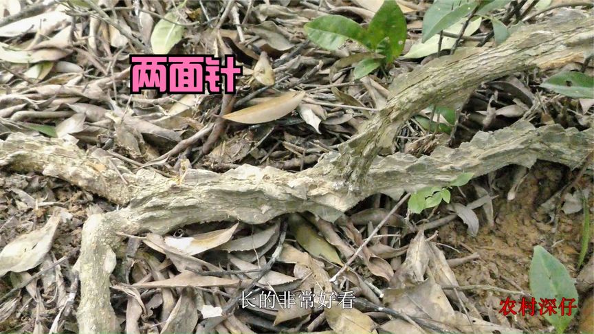 山上到处有的“两面针”值钱啦,像这种一棵就值100块,你知道吗