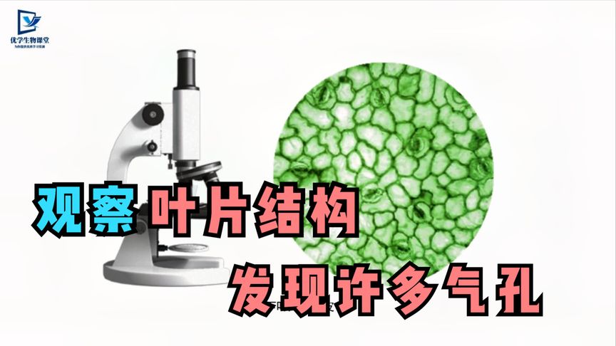 制作叶片的临时装片,观察叶片结构,发现叶片上还有许多气孔