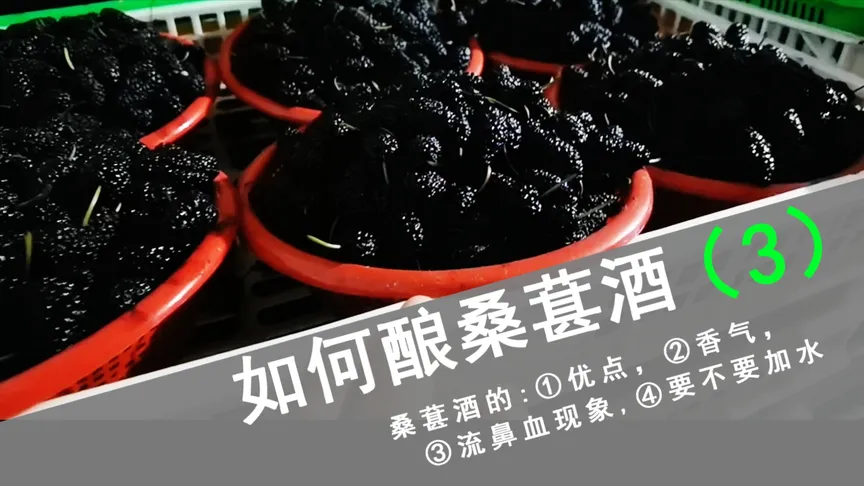 自酿桑葚酒教程3,谈谈优势香气流鼻血和要不要加水