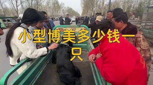 揭秘博美犬价格!几百到上万,原来差价藏在这些猫腻里