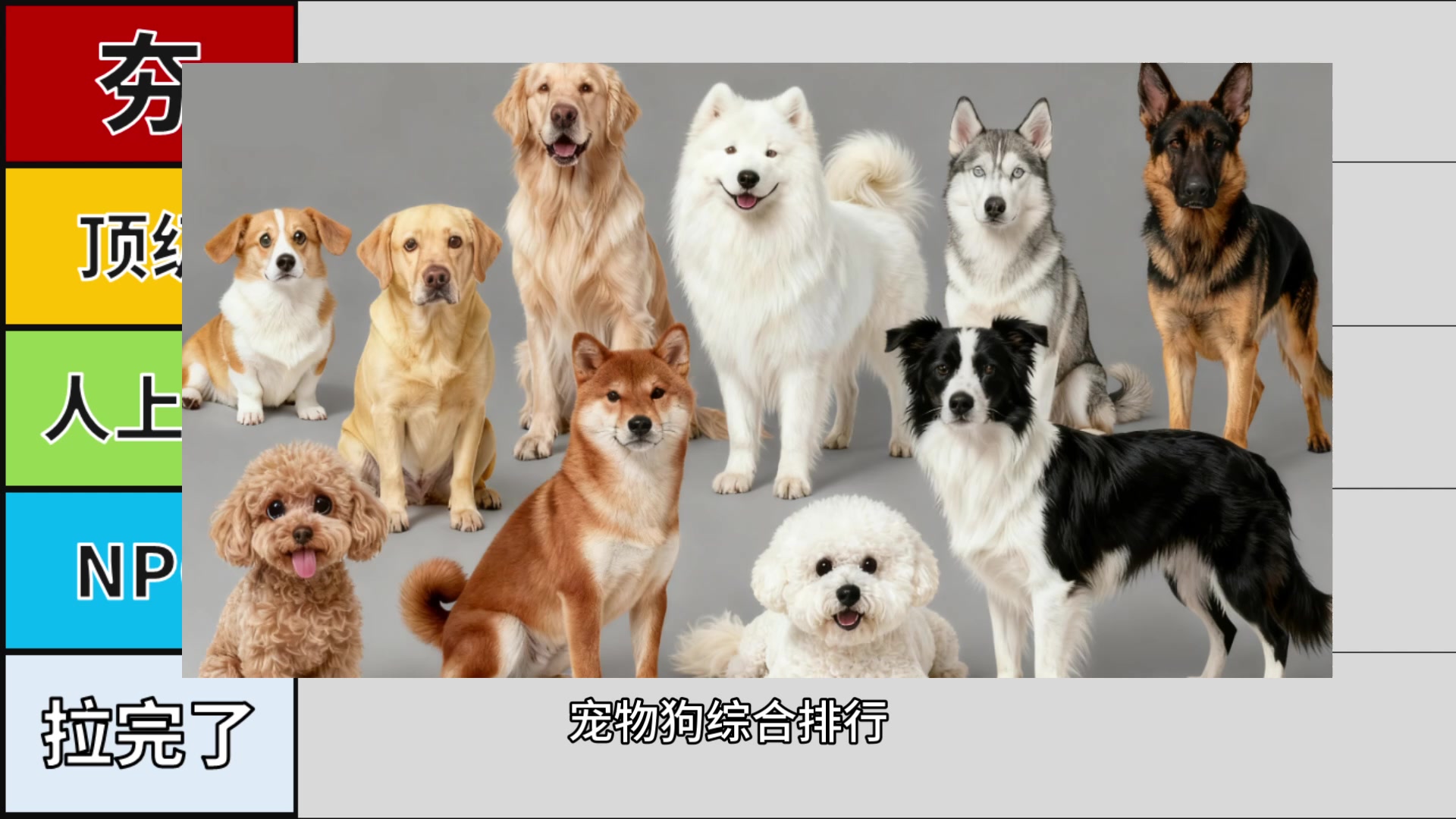 常见宠物狗综合排行 #狗狗 #萌宠 #养狗的乐趣
