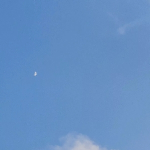 小蜜蜂独自飞行 