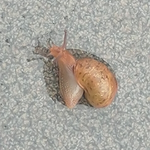 AD蜗牛 
