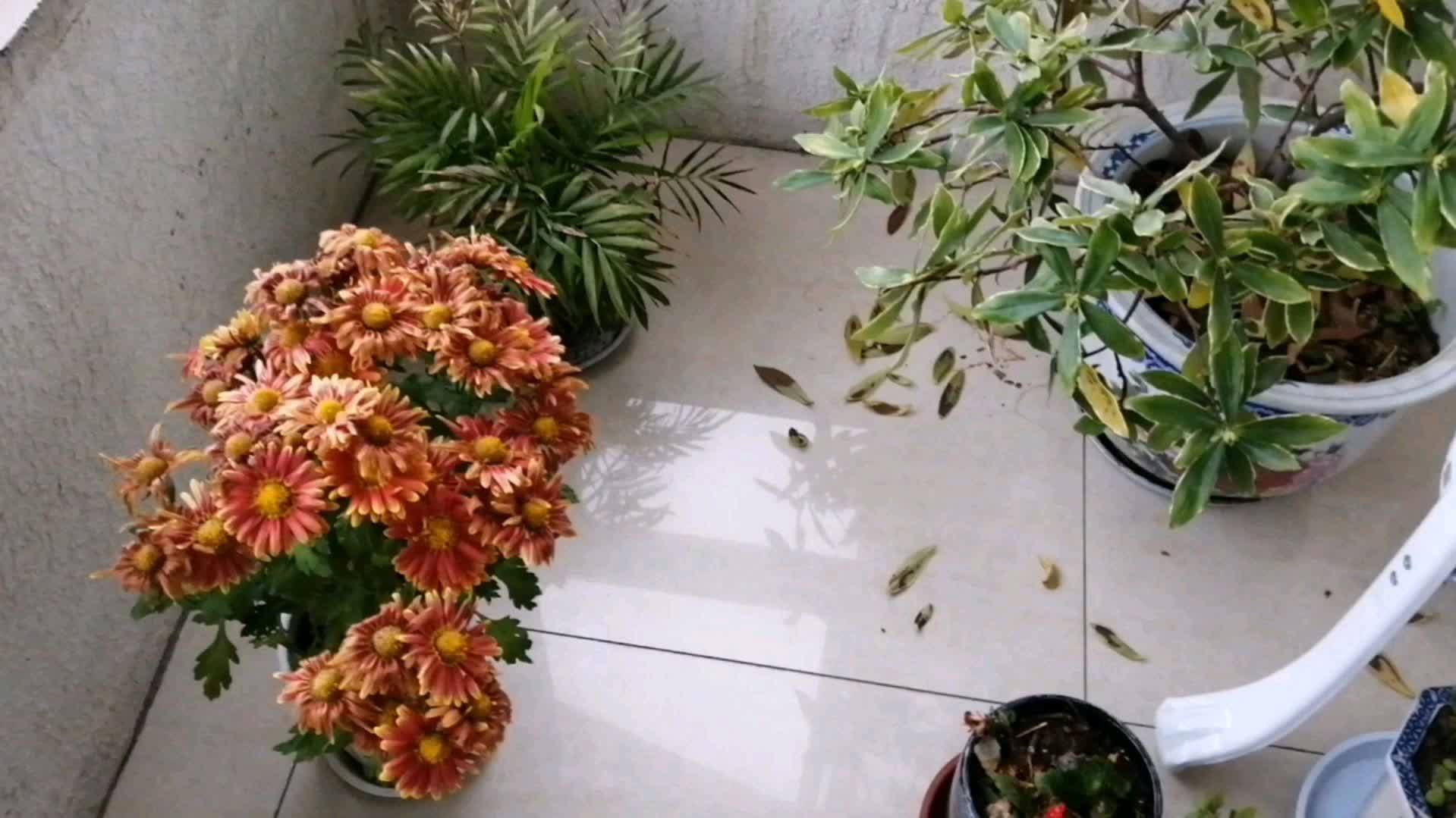 能介绍一家如皋家政公司的电话吗?