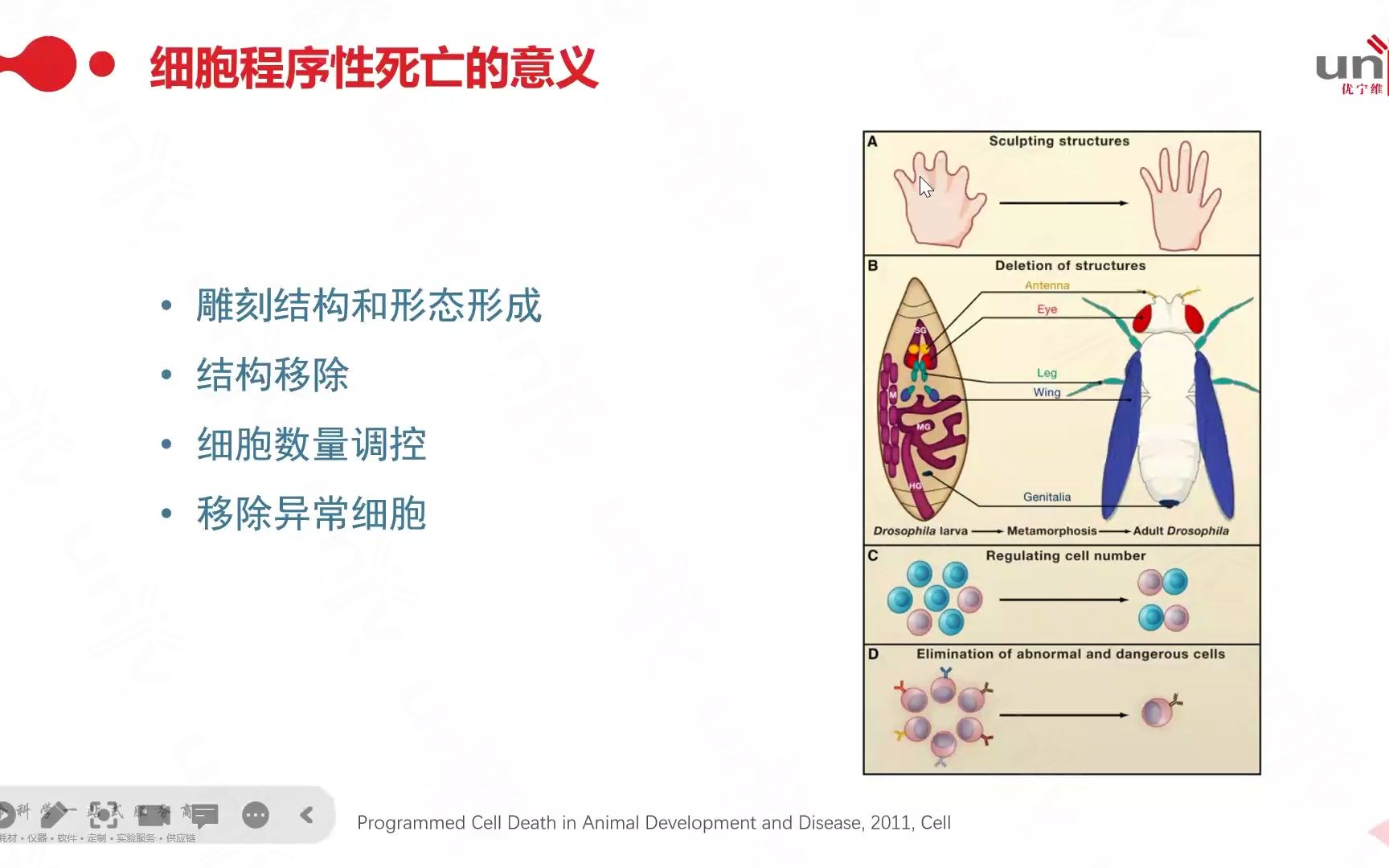 细胞程序性死亡相关信号通路和研究策略