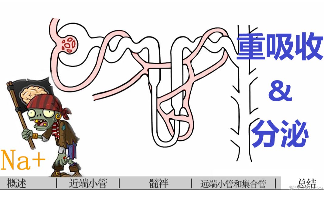 【生理三分钟】肾脏的重吸收和分泌:原尿里有啥?逆流倍增+尿素循环+...