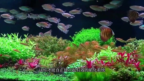 硝化细菌直接放鱼缸里可以吗