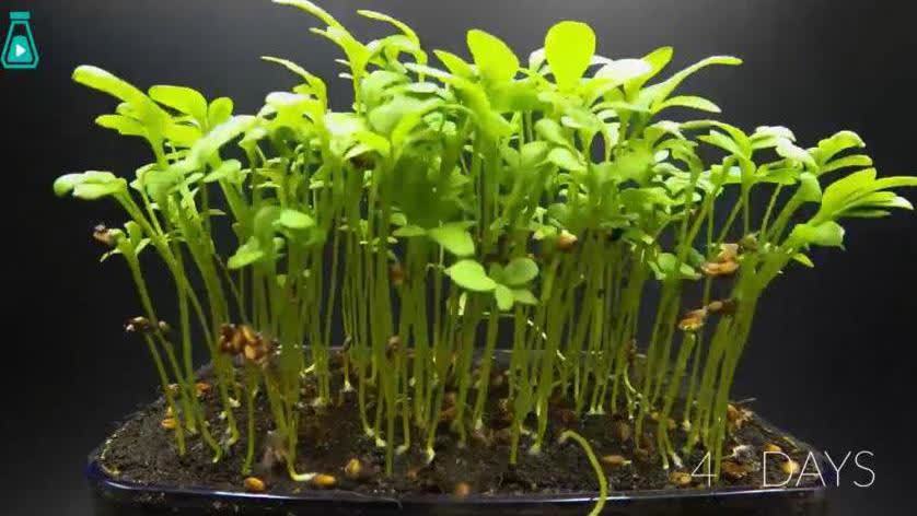 植物生长延时,从种子到长大开花结果,看着太舒适啦