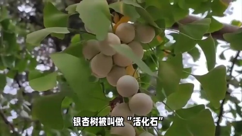 银杏果的美味吃法与神奇功效,快来揭晓秘密!