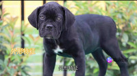 世界第一护卫犬卡斯罗,外表迅猛,完美的家庭伴侣犬