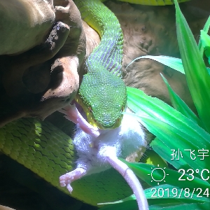 爬宠sfy134679 