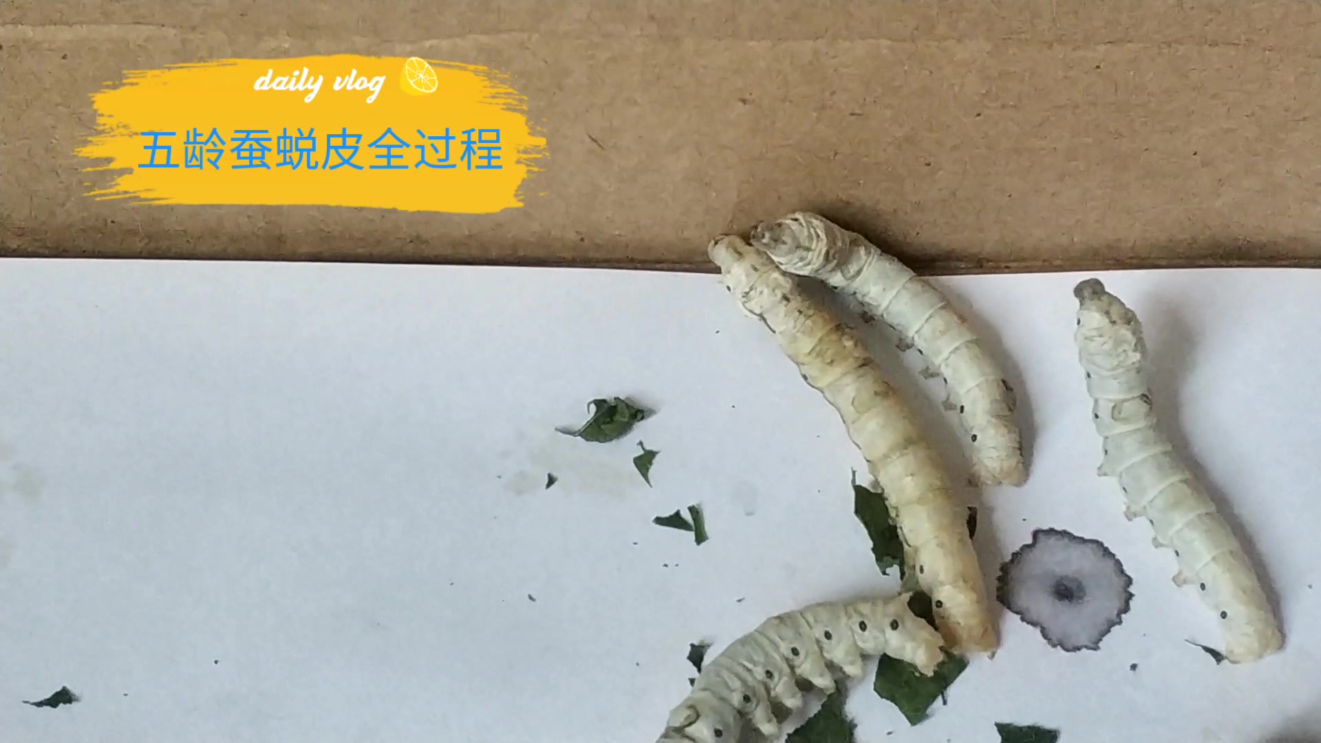 兔萌萌的养蚕日记(十)观察蚕完美蜕皮的全过程