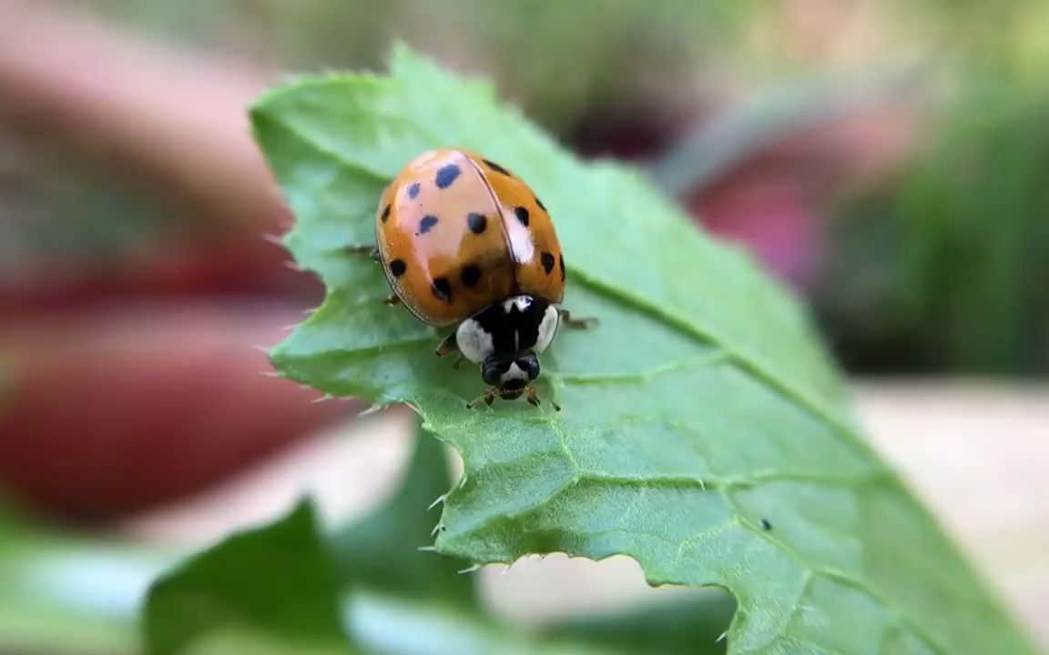 花园中必须拥有的5种有益的昆虫 5 Beneficial Insects to Must Have in ...