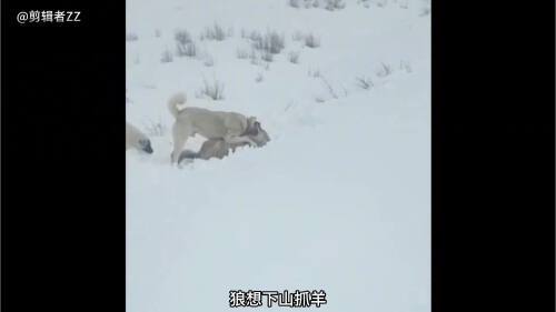 坎高犬战斗力爆表,一狗扑倒饿狼,按在地上好一顿摩擦