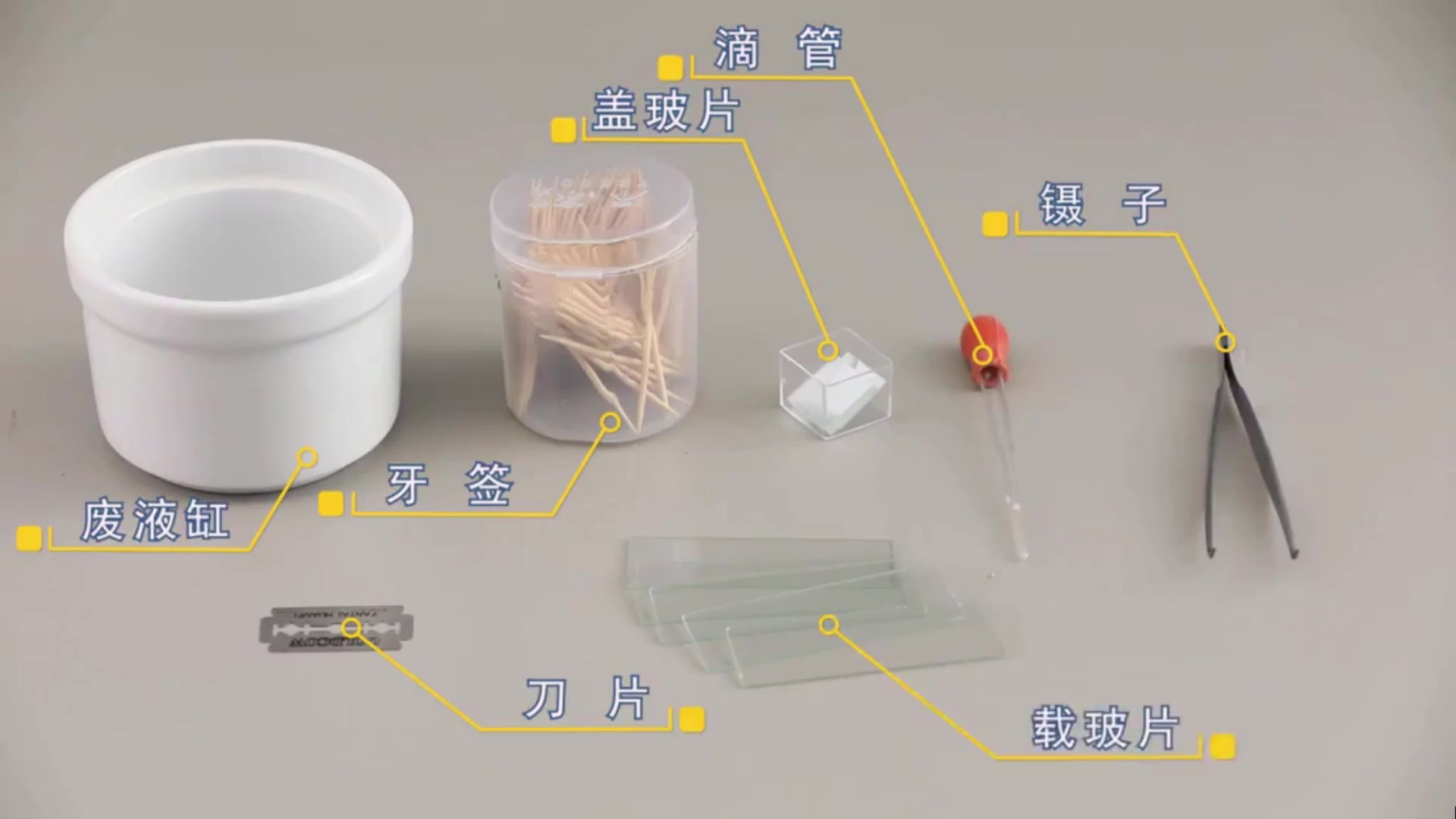 ...生物必修一1 分子与细胞》 探究 · 实践 使用高倍显微镜观察几种细胞