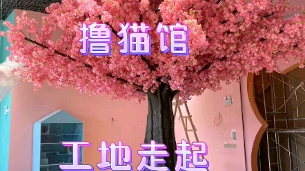 如今大火的撸猫馆,装修很关键,走好第一步,步步是精彩!我们正在装修的...