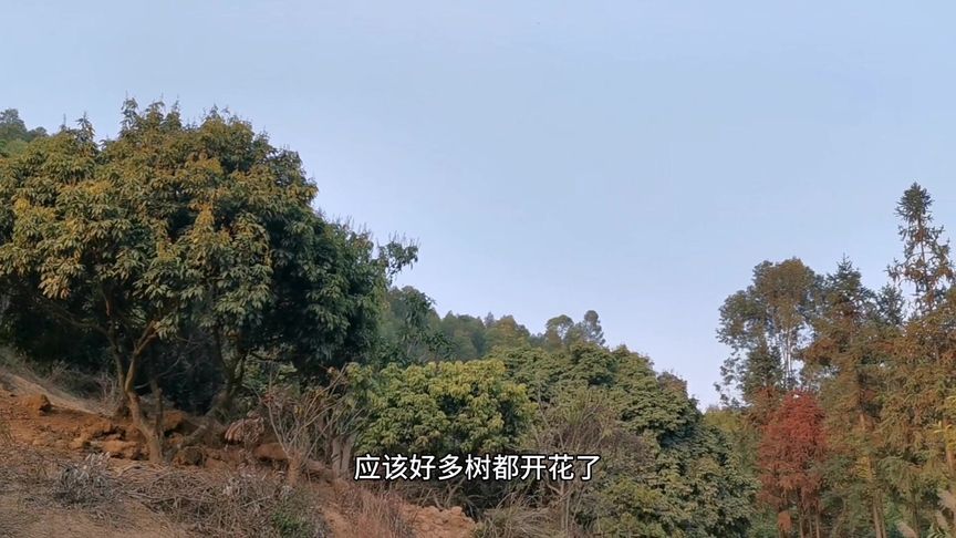 龙眼荔枝芒果树开花了,但百亩果园不知咋管理,太浪费了