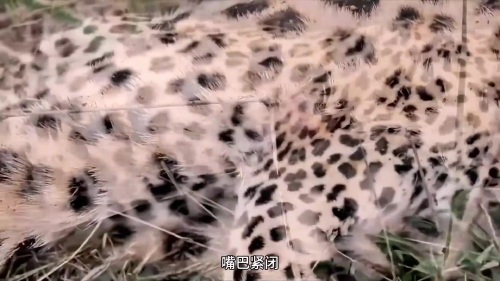 森林里的动物与豪猪单挑,个个以为不得了,却个个被豪猪刺伤