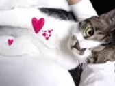 猫咪爱你的几个表现,你家猫有对你做过吗?