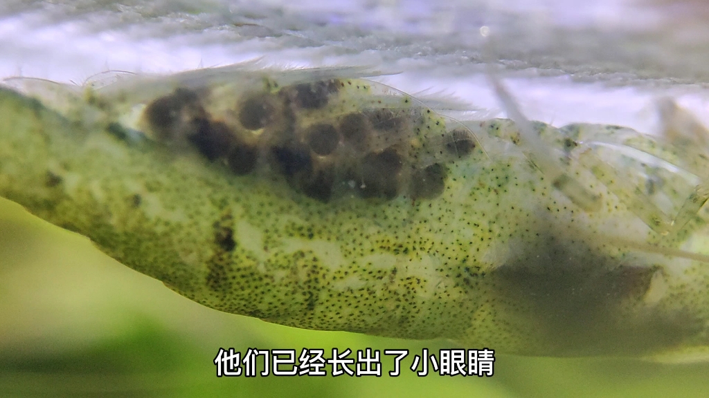 直击黑壳虾孵化全过程!