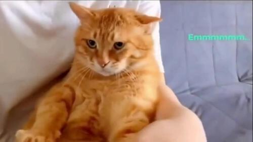 小猫咪撒娇卖萌,主人真拿它没办法