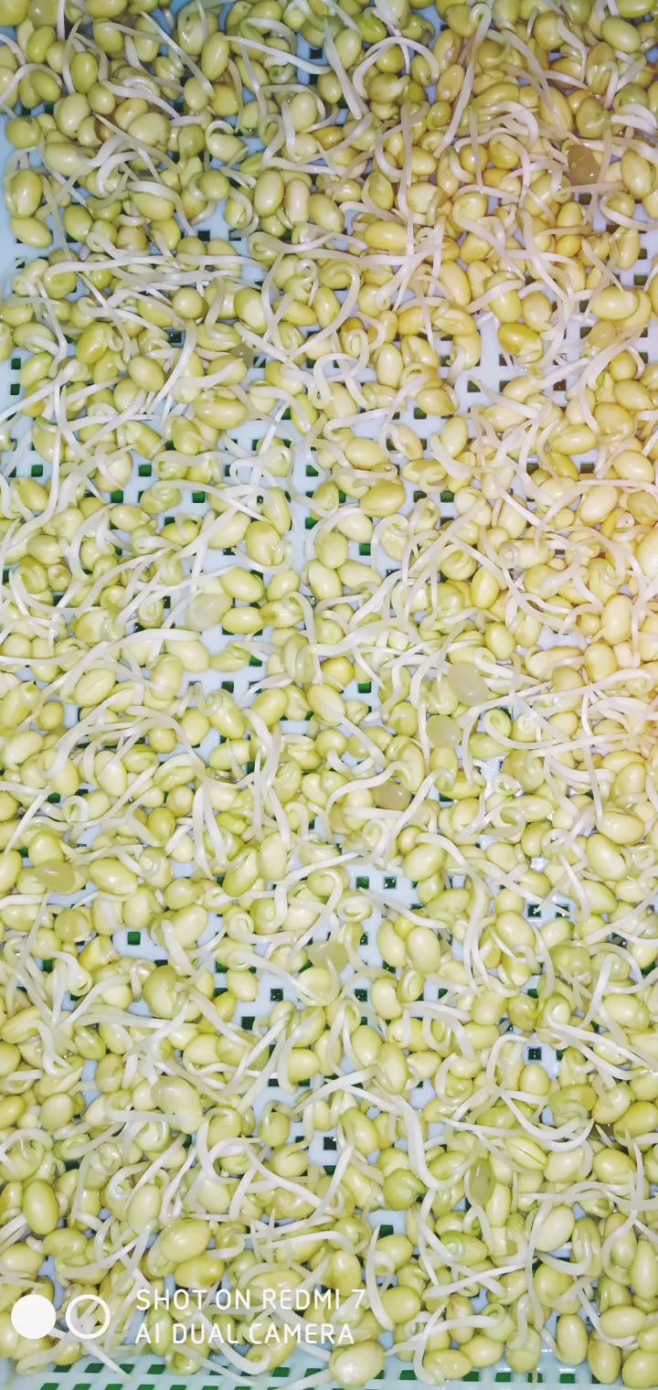 黄豆芽生长过程三天就长出来可以吃了