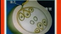 果实和种子的形成