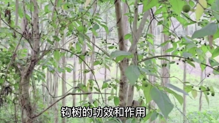壮乡阿莉在老家见到处长满钩树,构树功效和作用,却很少有人知道