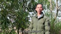 农村常见“枇杷叶”,身边人用来煮水喝,分享它的一些用途