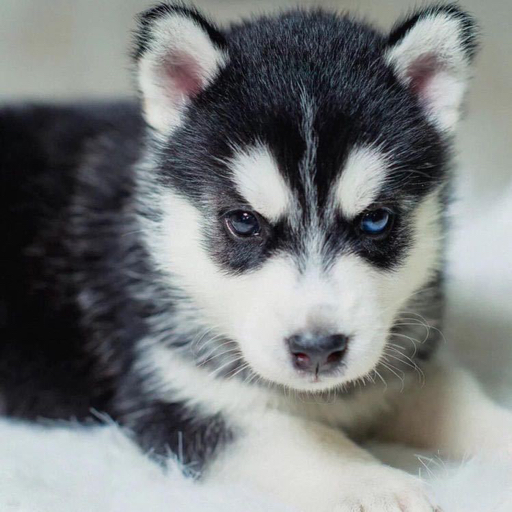 旺旺和你说游戏 