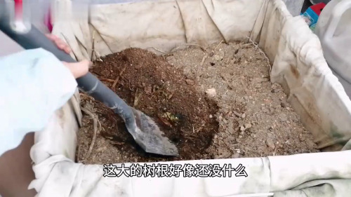 万物皆可堆肥,厨余垃圾和菜园黄叶不要扔,利用起来变成好肥料