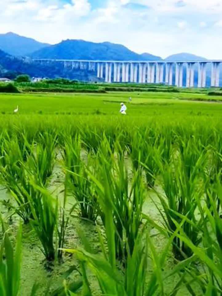 禾苗默默地生长,不问世事,却为人们带来了丰收与希望
