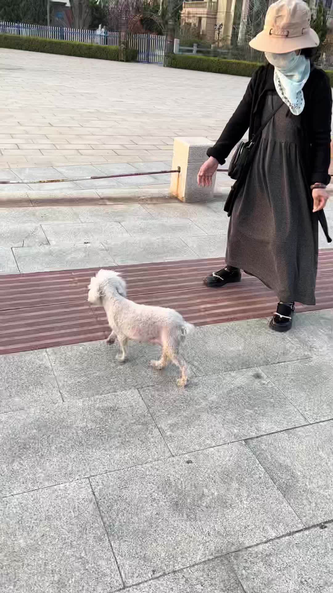 谁认识这个小狗,希望它的主人能刷到这个视频