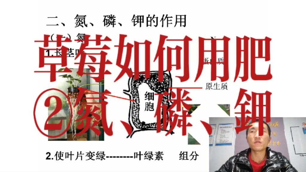 草莓如何用肥?氮磷钾对植物生长的作用(二)