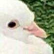 袖咕 