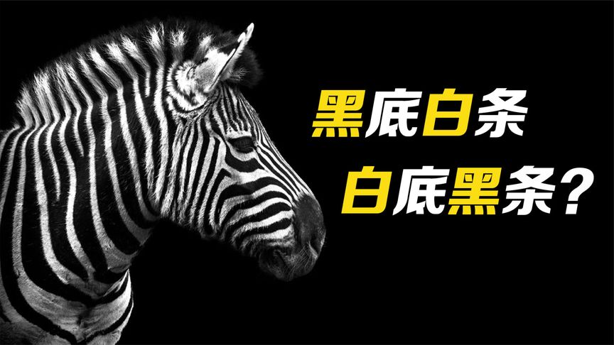 有趣的“斑马效应”,条纹究竟是“黑底白条”还是“白底黑条”?