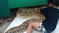 初柒文化传媒 第20190415集 怕人!巨蟒得了口腔溃疡 印尼3岁女童为其...