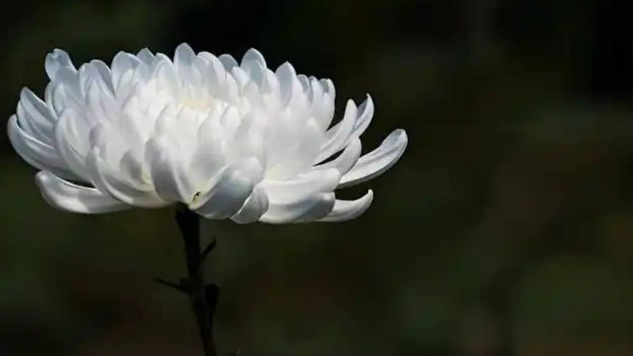 痛心!湖南新化一辆消防车坠崖 6名消防员因公牺牲