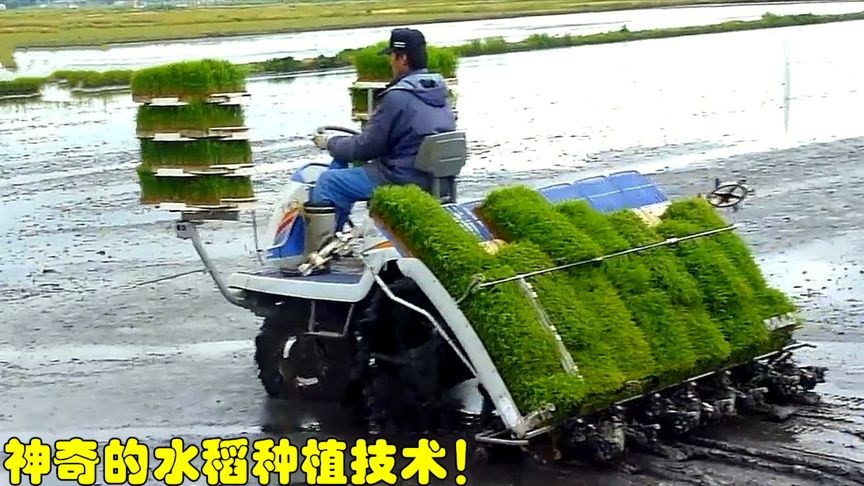 【探秘】日本神奇的水稻种植技术!
