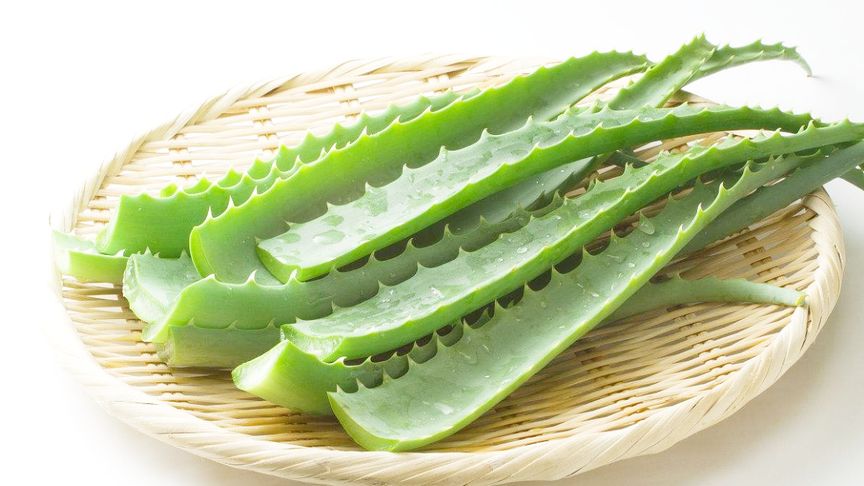 芦荟到底能不能吃?吃芦荟有什么好处呢?但是可不能乱吃