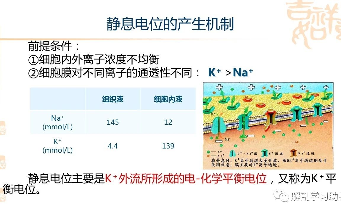 细胞电生理-静息电位