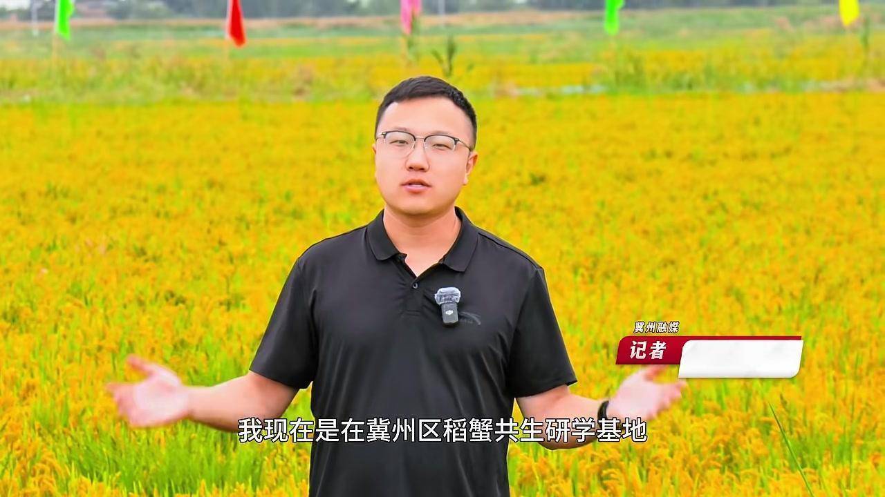 冀州区稻蟹共生研学基地里的每一寸绿、每一只蟹,都是大自然写给...