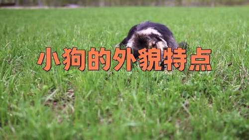 萌翻了!你家狗狗这些神仙颜值特征,中3条就是小可爱