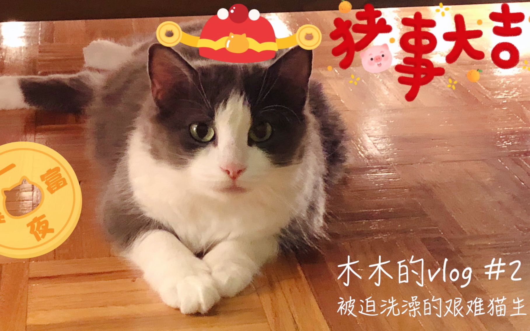 木木的vlog#2 被迫洗澡的艰难喵生