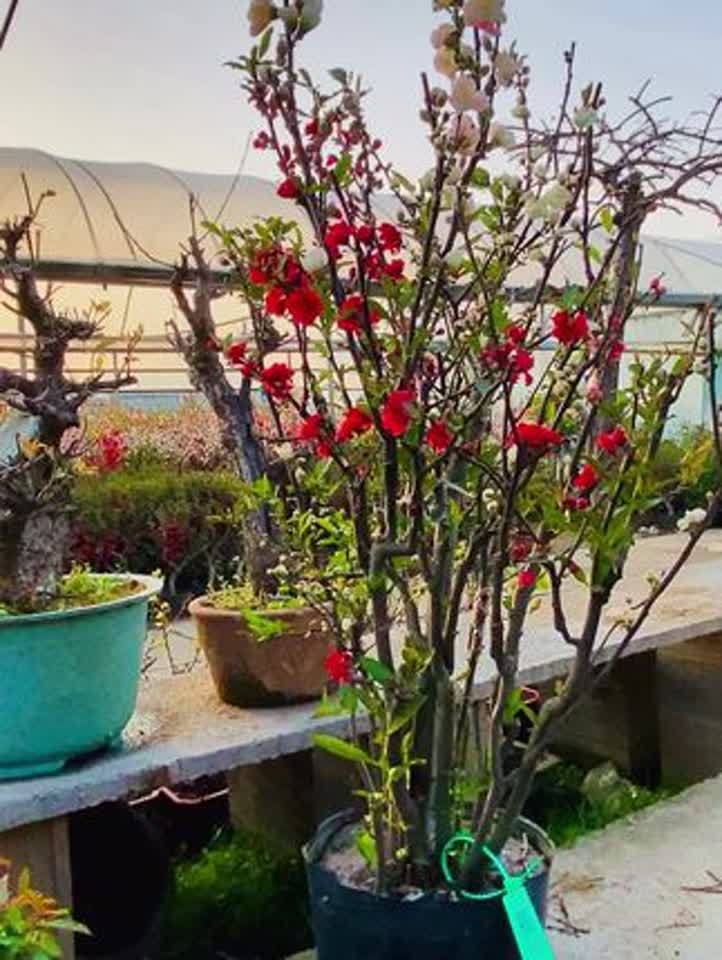 多色海棠之美!#好看的花一定要分享给你 #绚烂开放的花 #满屏春天愿...