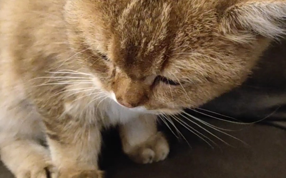 猫咪咳嗽、吞咽、哽咽,支气管炎表现。详情在简介。
