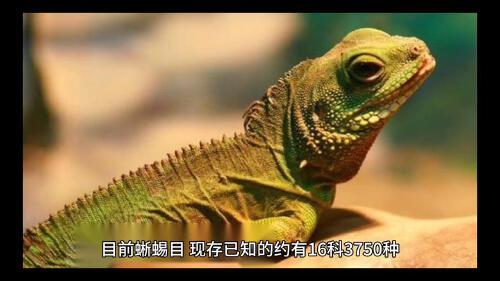 世界之最:爬行动物中种类最多的?蜥蜴!