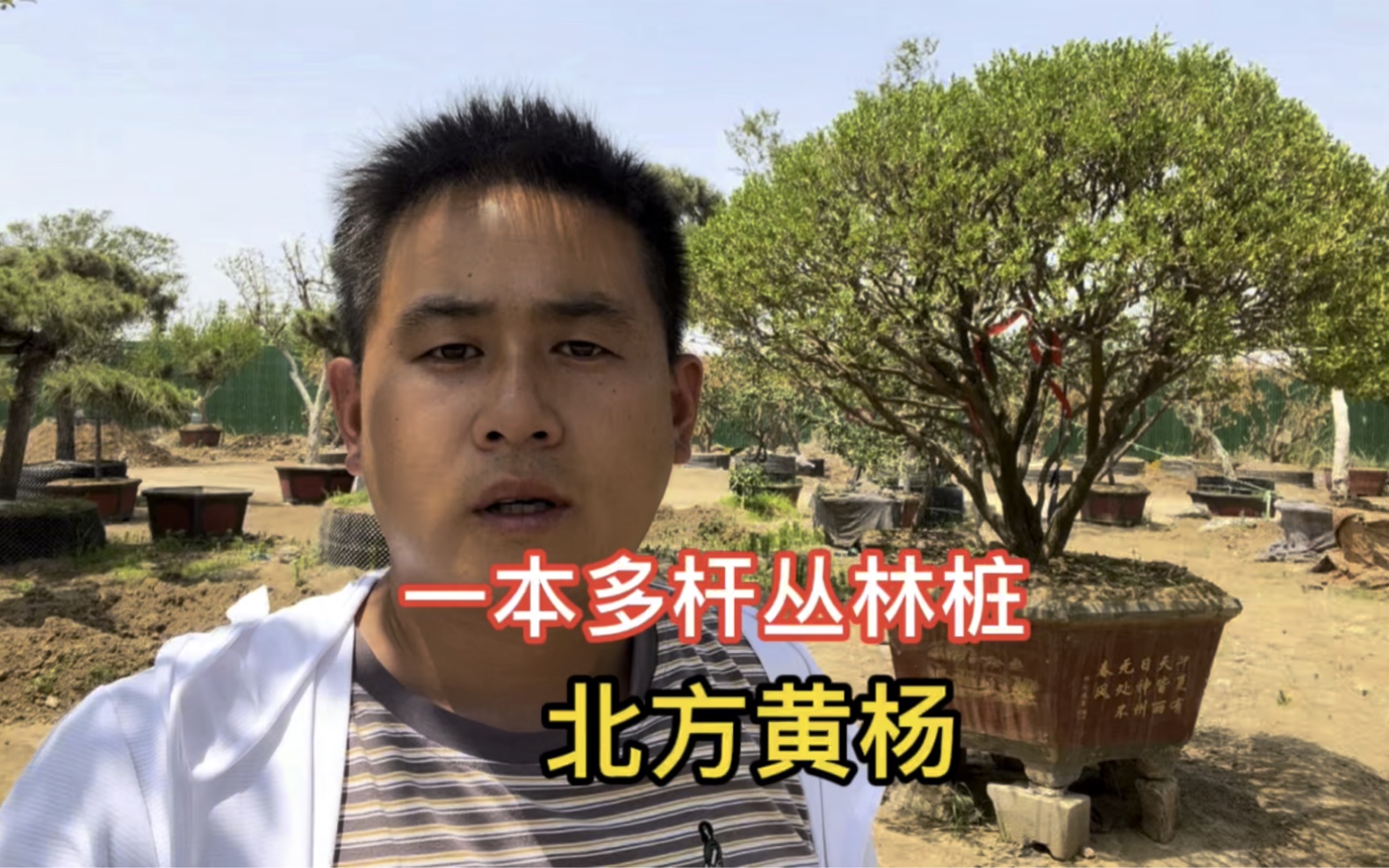 北方黄杨和南方黄杨还是有区别的,耐寒特点很明显,带你了解一下