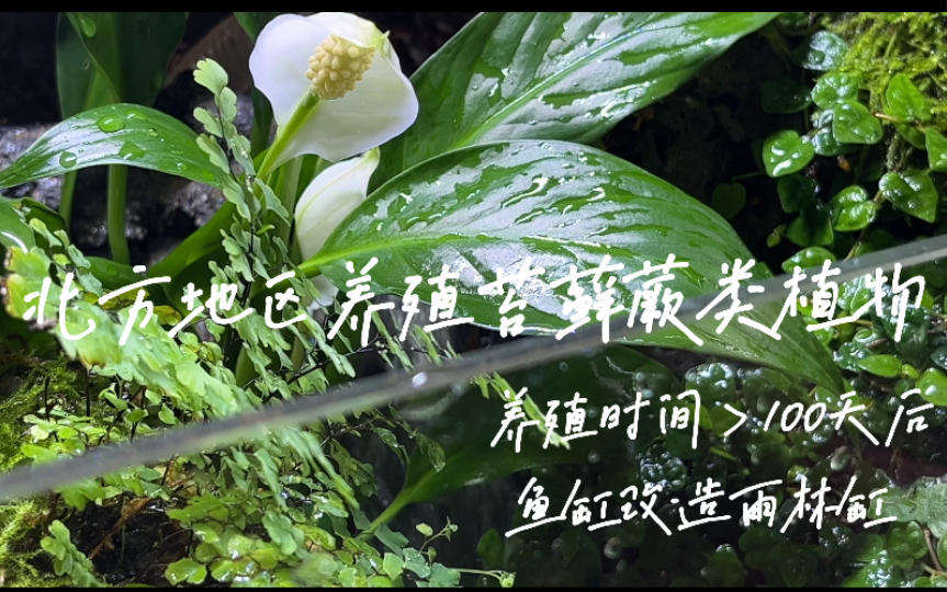【低成本雨林缸100天后】将热弯鱼缸改造成雨林缸 | 北方养殖苔藓...