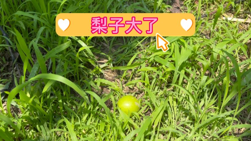 常州焦溪的梨子ߍ�长大了